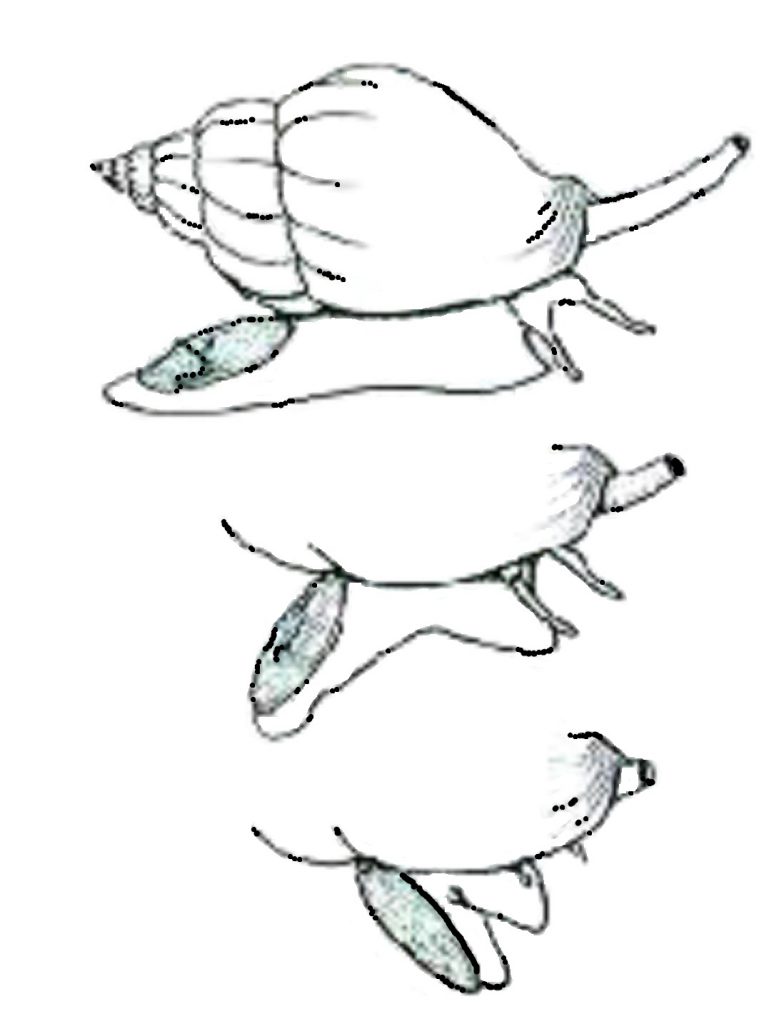 APTYCHI (Mandíbulas de ammonites)