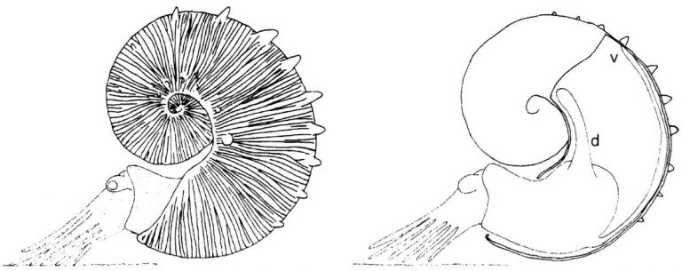 Scaphitidae: los Scaphites del Cretácico inferior